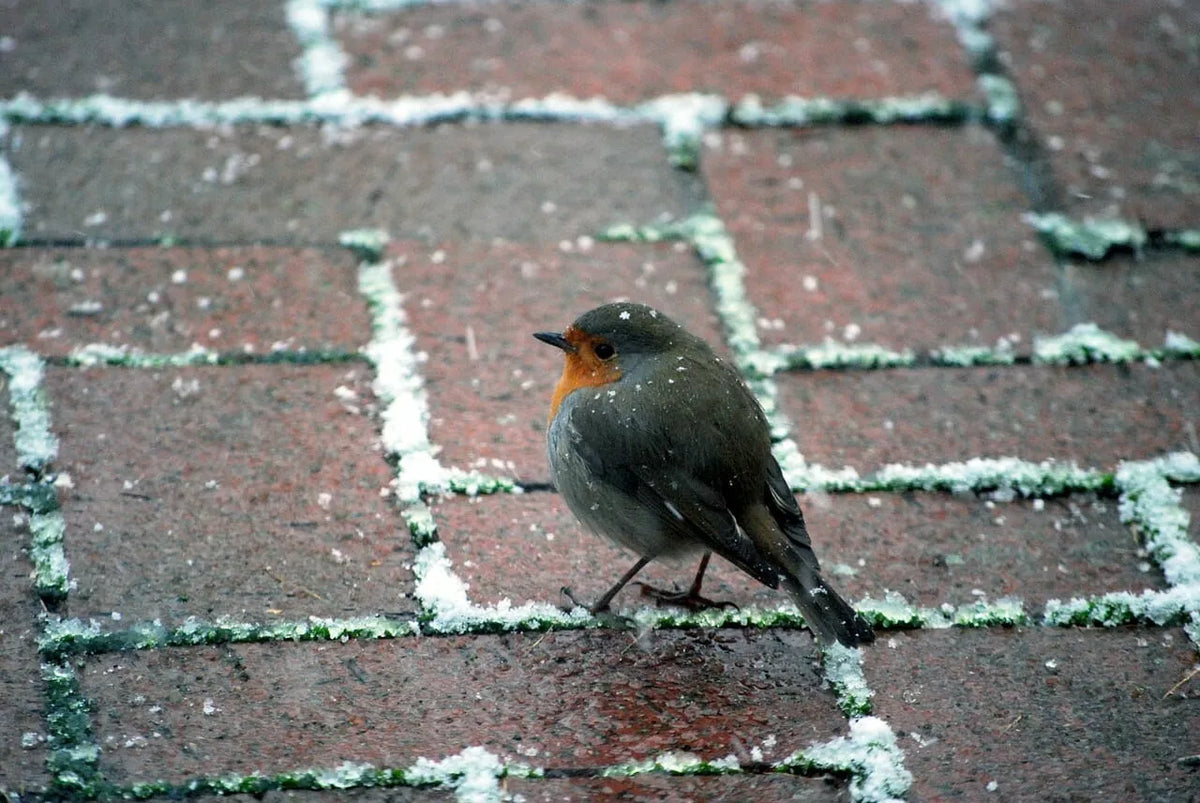 Get rid of slippery driveways once and for all – Stones 4 Homes
